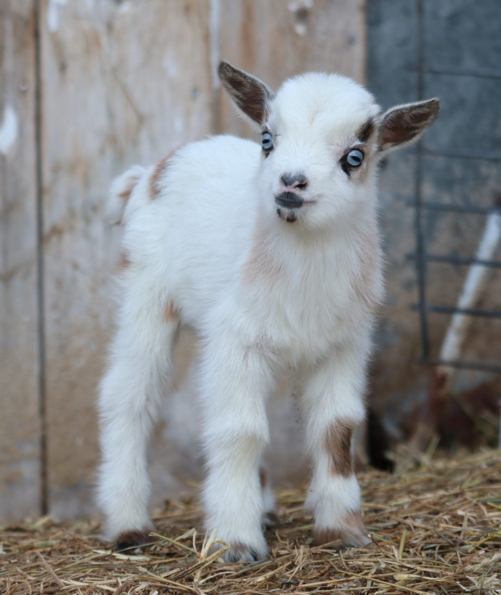 Baby Nigerian Dwarf Goats for Sale! - Goat Journal